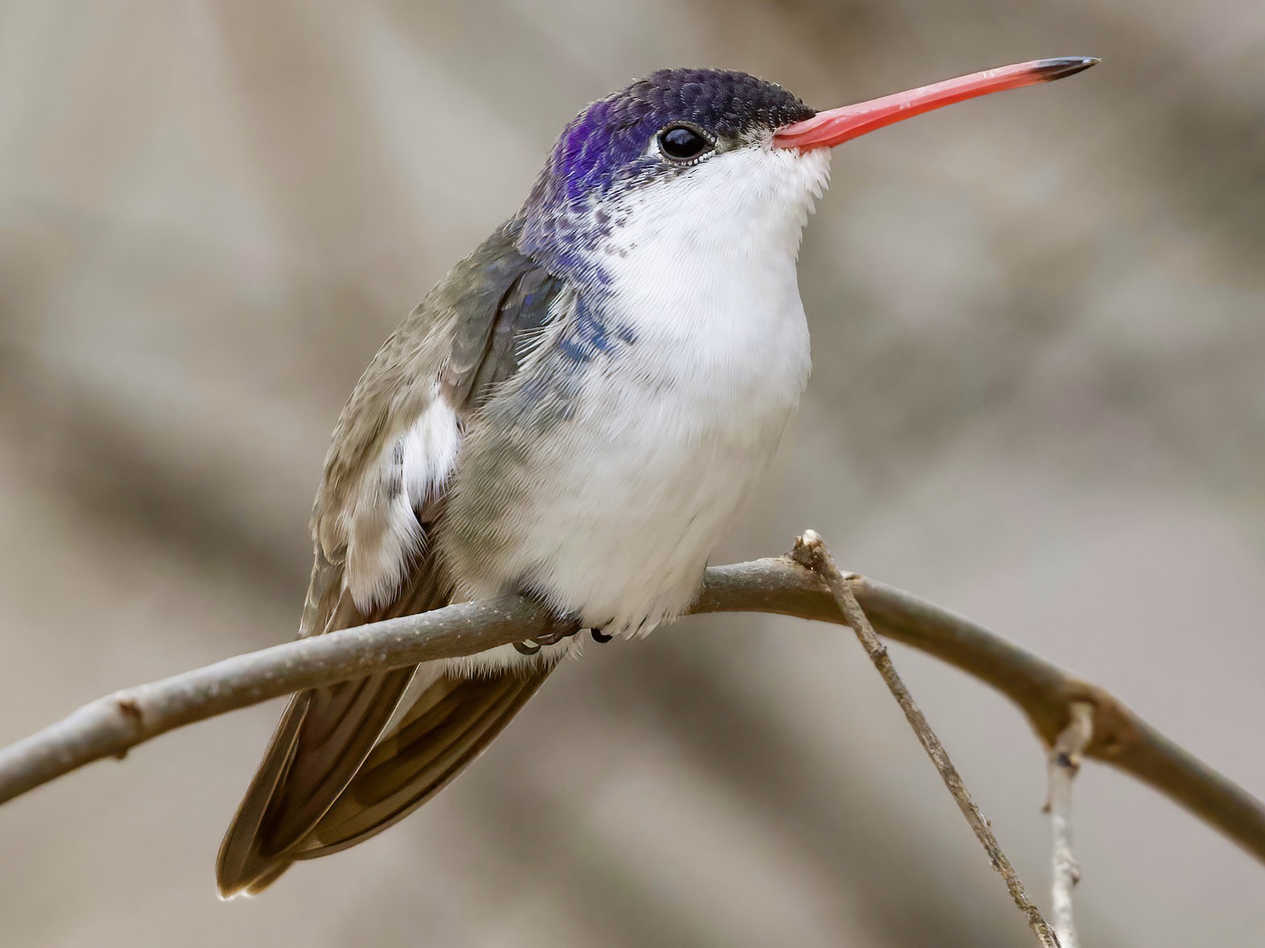 Violet-crowned Hummingbird - eBird