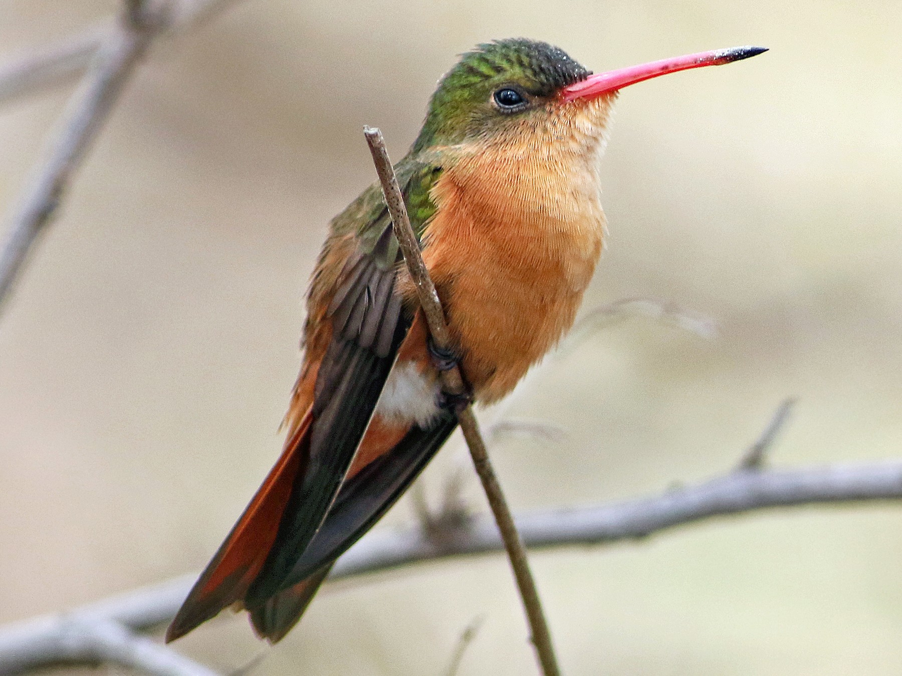 Amazilia Canela - eBird