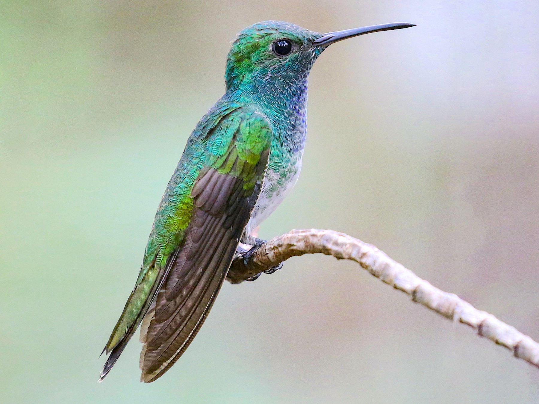 Endangered Hummingbirds