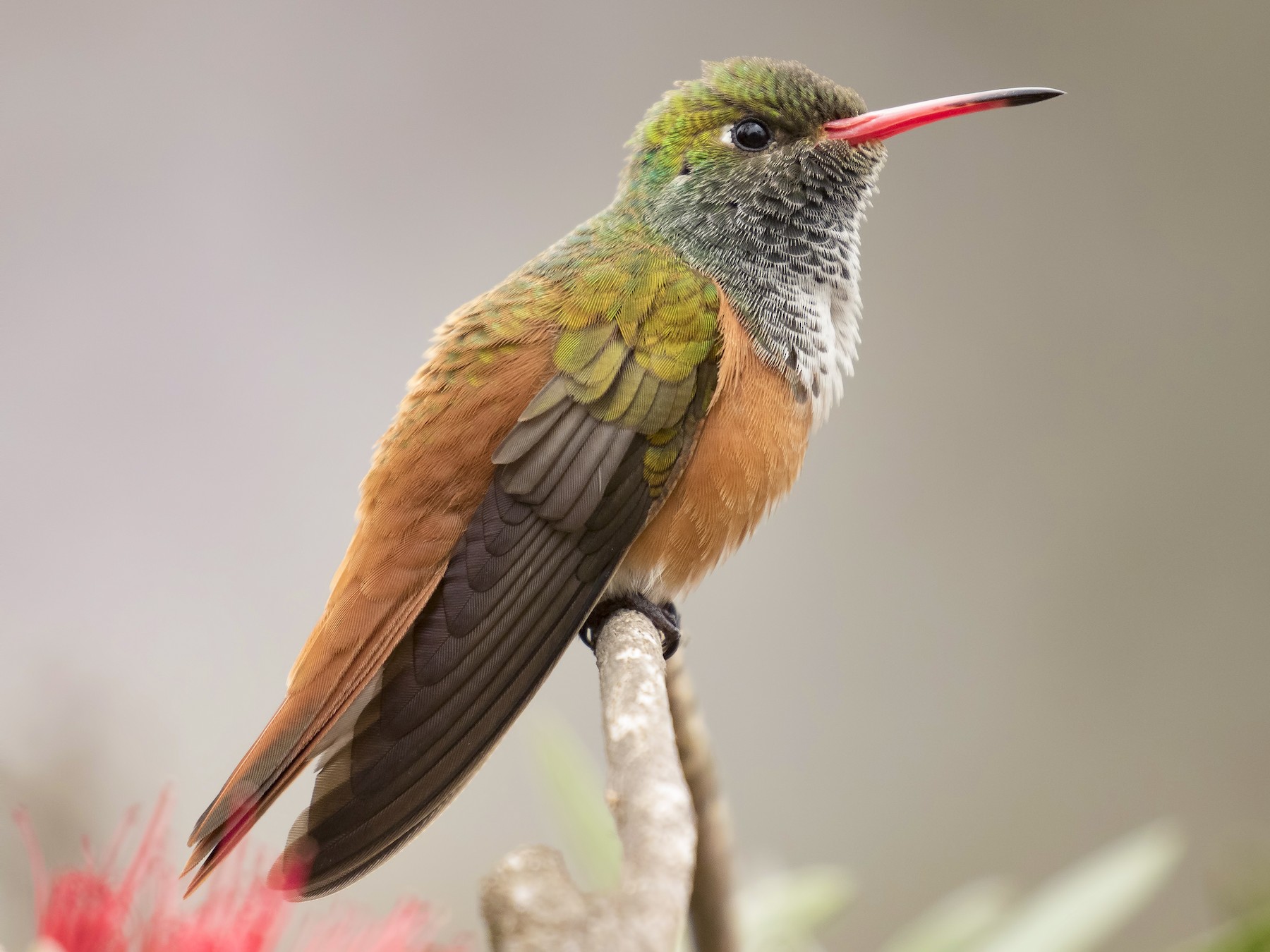 Amazilia Hummingbird - eBird