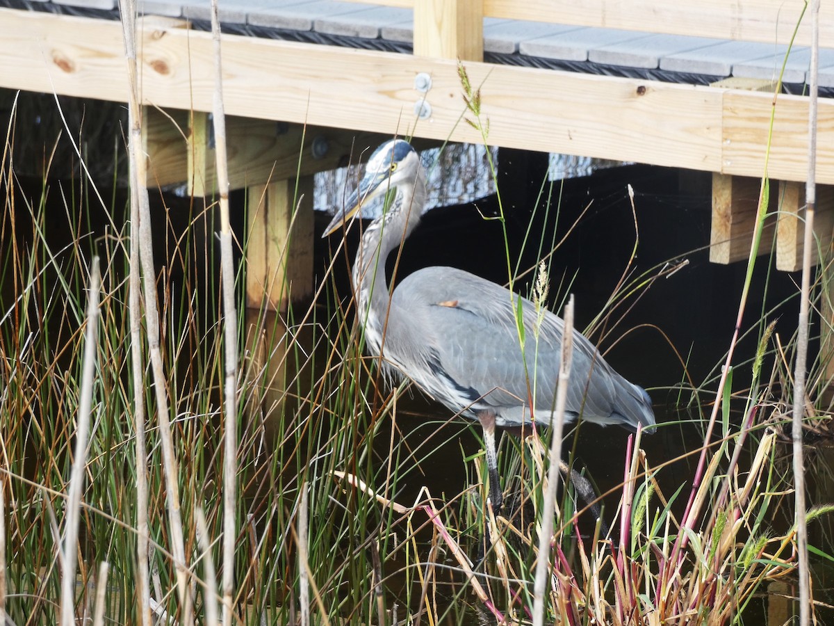 eBird Checklist - 10 Oct 2023 - **Back Bay NWR - 45 species