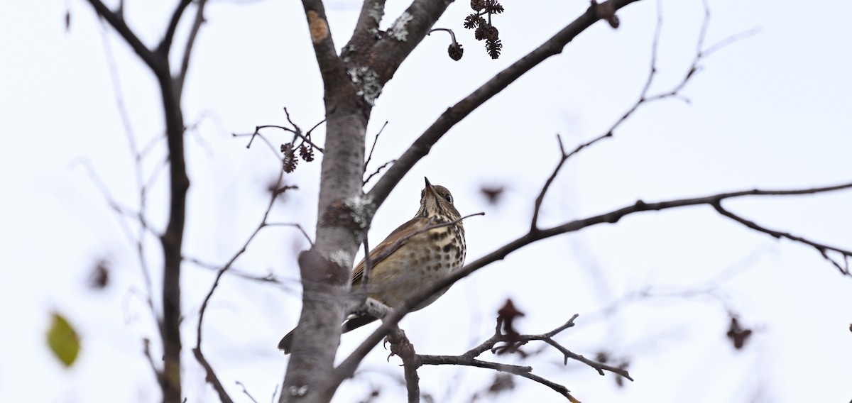 eBird Canada Checklist - 10 Oct 2023 - HVGB--Birch Island Hydro Road ...