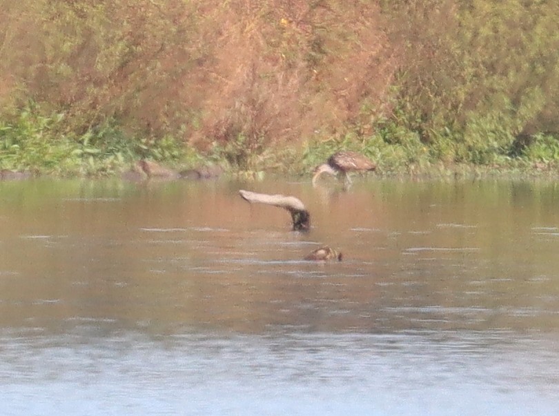 eBird Checklist - 10 Oct 2023 - Columbus Lake (Clay County) - 6 species