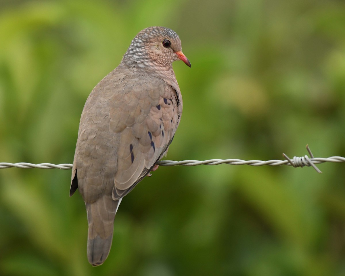 eBird Checklist - 10 Oct 2023 - Cox Rd. kingbird roost and surrounding ...