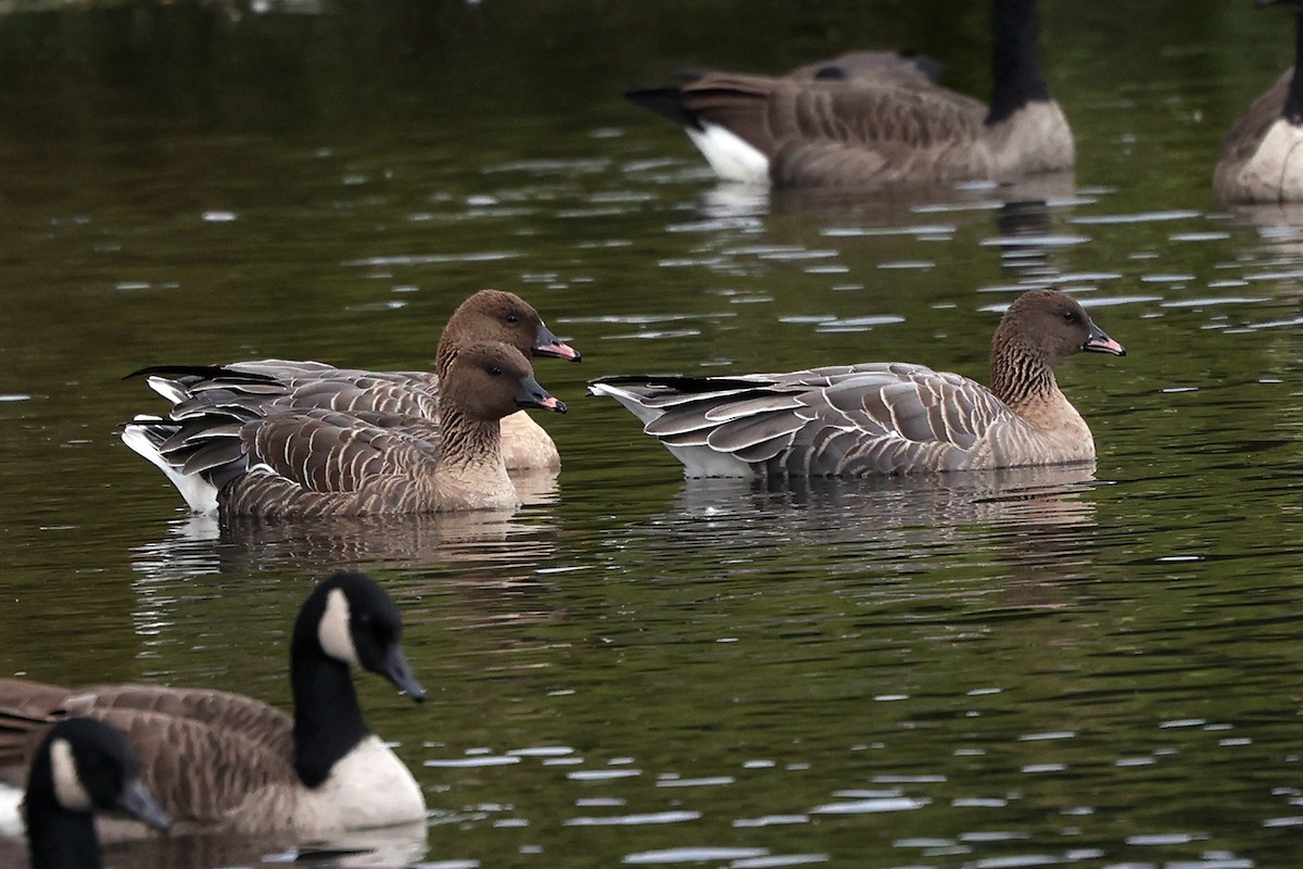 eBird Checklist - 10 Oct 2023 - UMass Amherst--Campus Pond - 4 species