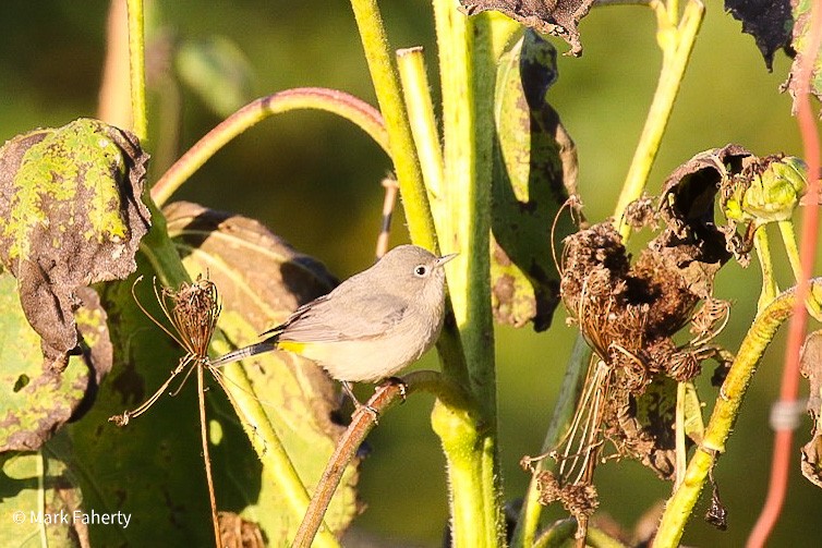 eBird Checklist - 8 Oct 2023 - Putnam Farm Conservation Area - 22 species