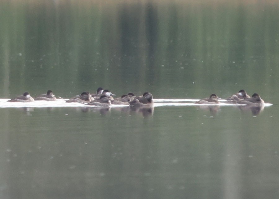 eBird Checklist - 10 Oct 2023 - Whedbee Carroll Lane - 30 species (+4 ...