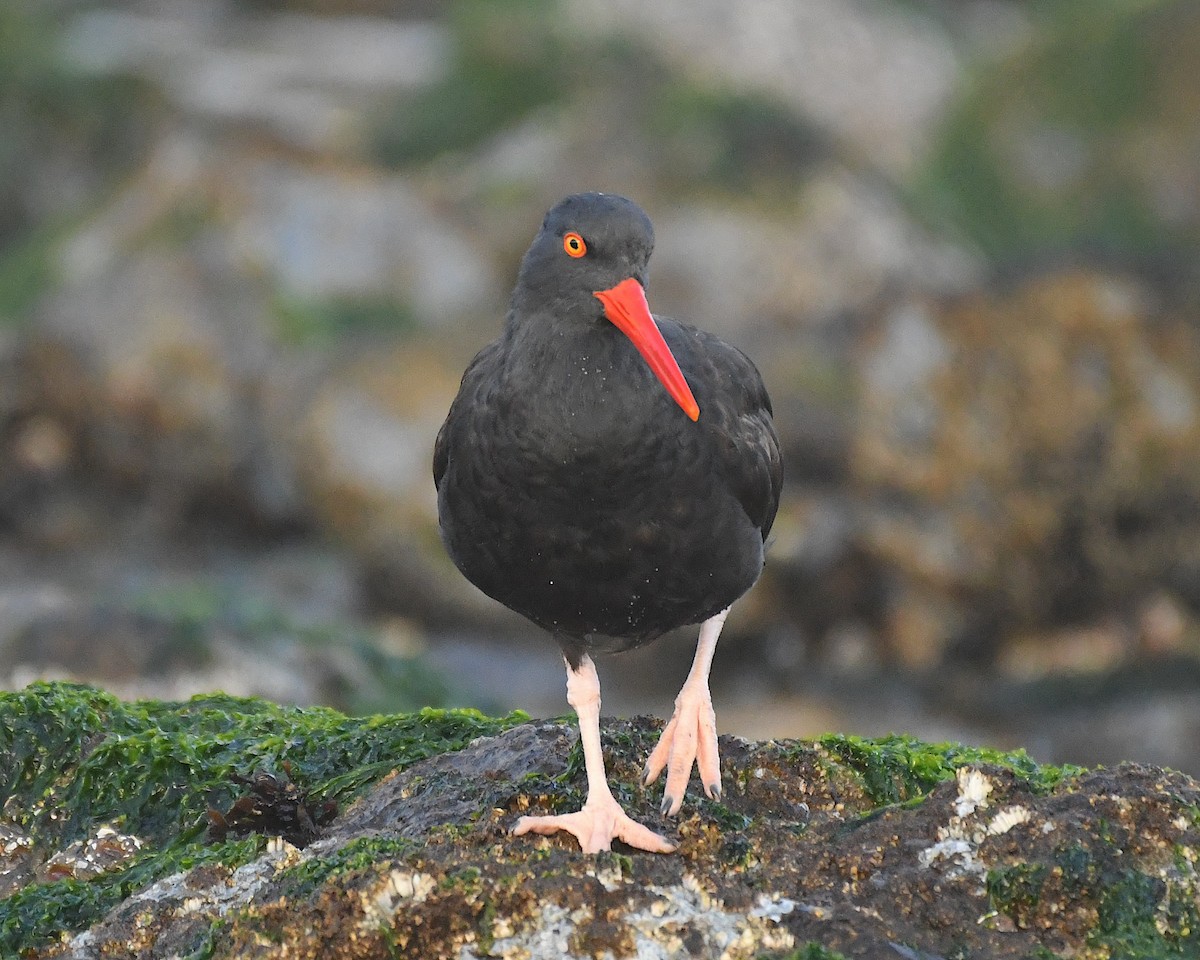 eBird Checklist - 18 Sep 2023 - Haystack Rock - 11 species
