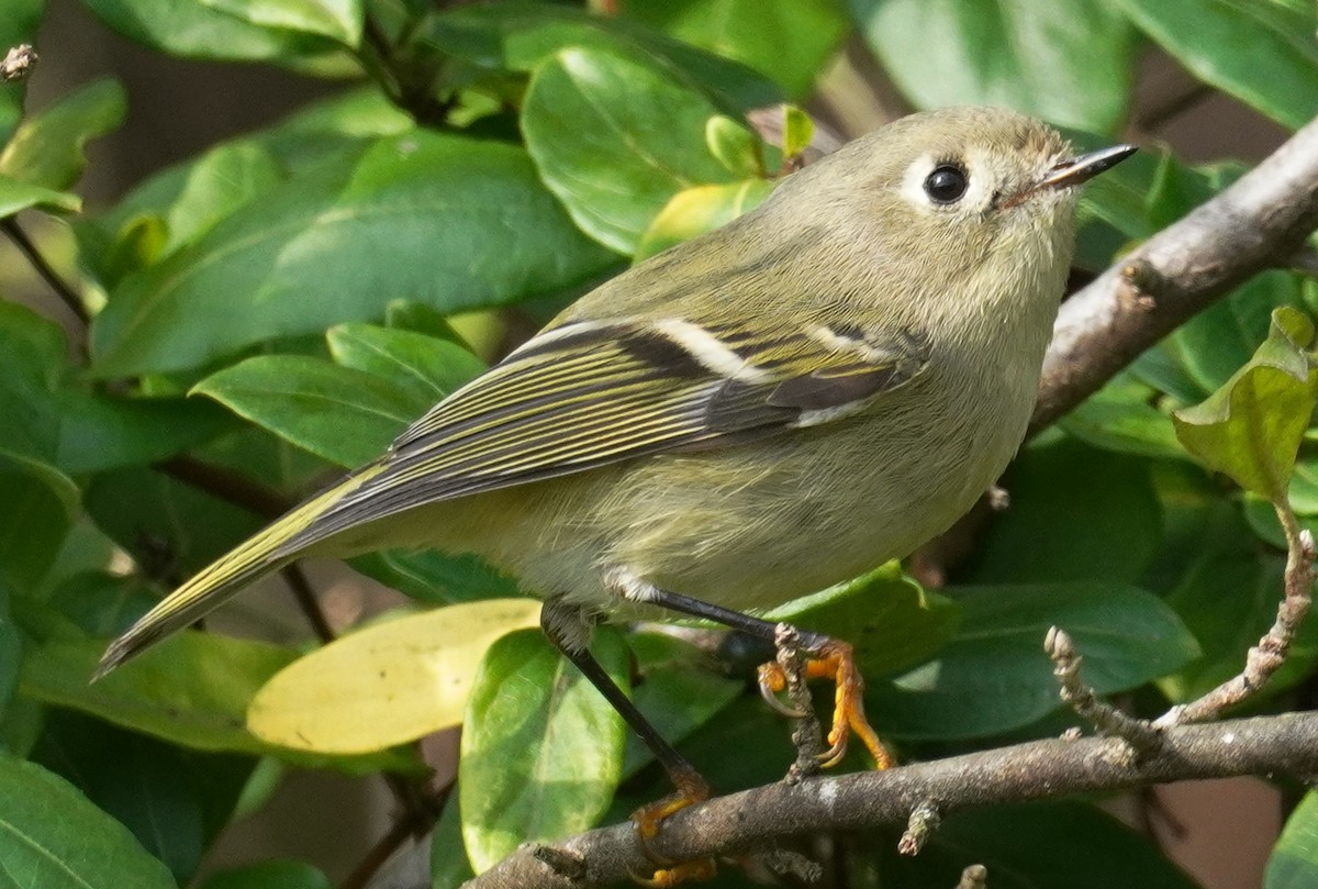 eBird Checklist - 10 Oct 2023 - cole rd. - 35 species (+1 other taxa)