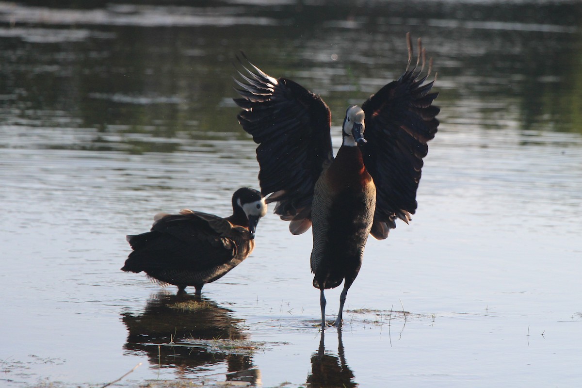 eBird Checklist - 10 Oct 2023 - Florianópolis--Parque da Lagoa da Chica ...