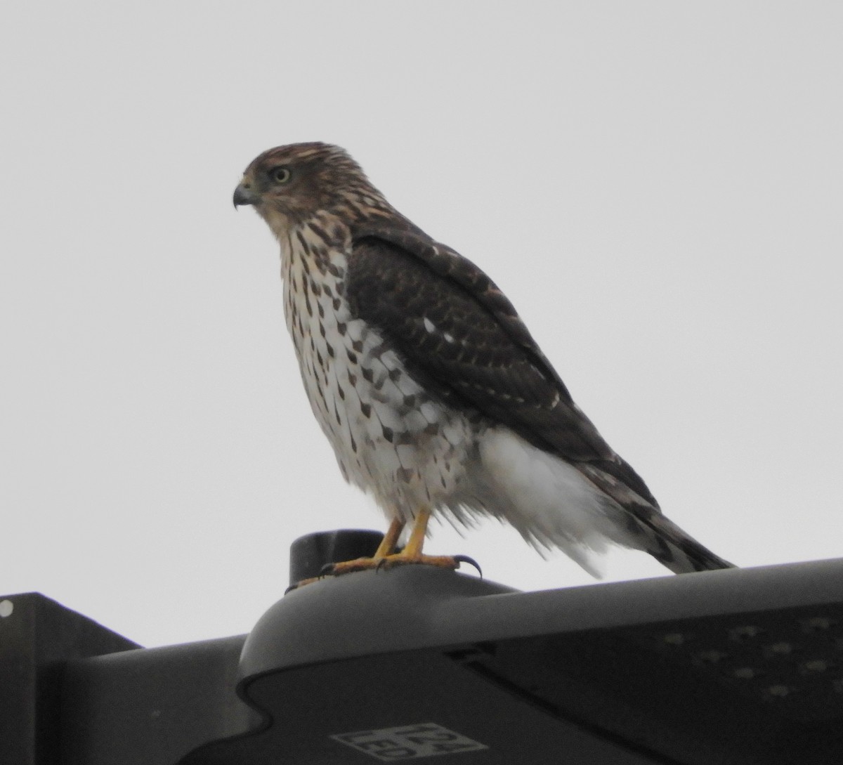 eBird Checklist - 10 Oct 2023 - Squantum--Squantum Point Park - 24 species