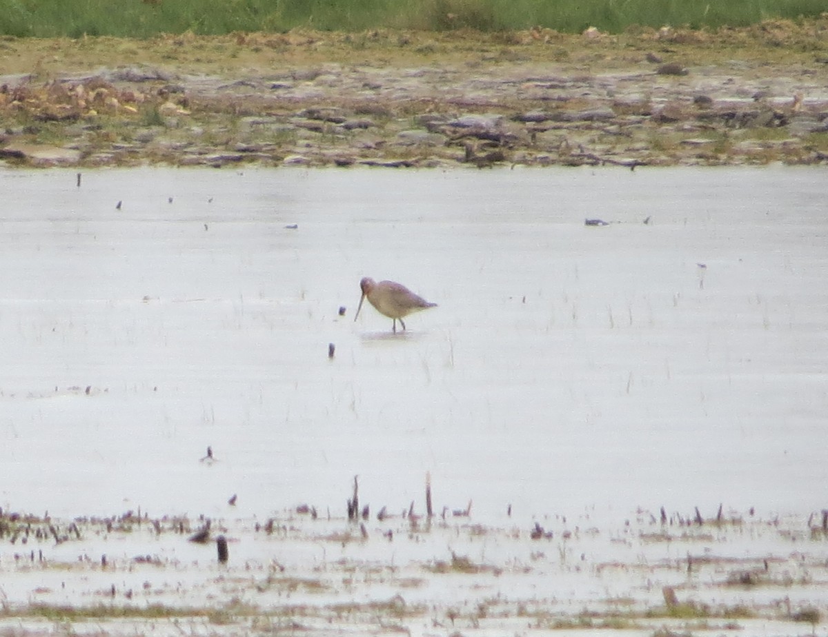 eBird Checklist - 10 Oct 2023 - 48441, Harbor Beach US-MI 43.86230, -82 ...