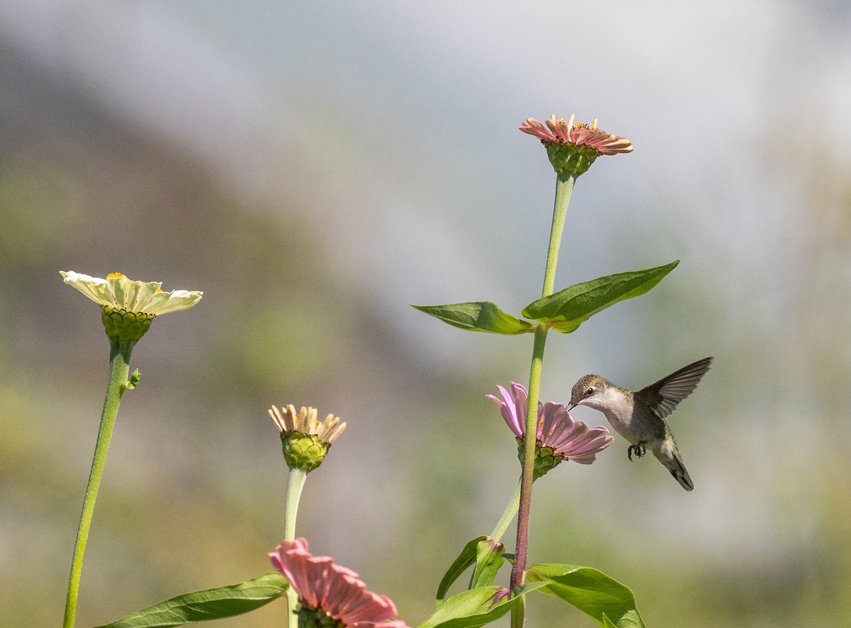 Mass Audubon eBird Checklist - 14 Sep 2023 - Sunny Meadow Farm - 27 species