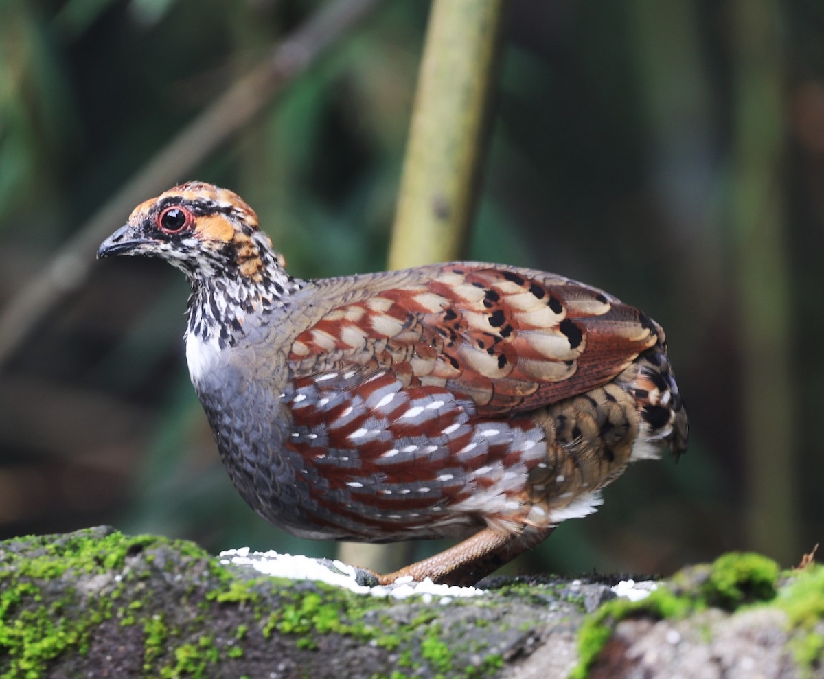 eBird India Checklist - 7 Oct 2023 - Senchal WLS--Tiger Hill DG - 44 ...