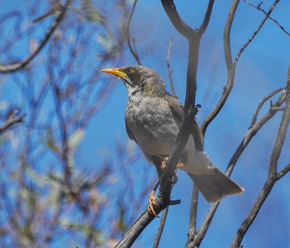eBird Australia Checklist - 11 Oct 2023 - Gluepot Reserve - 23 species ...