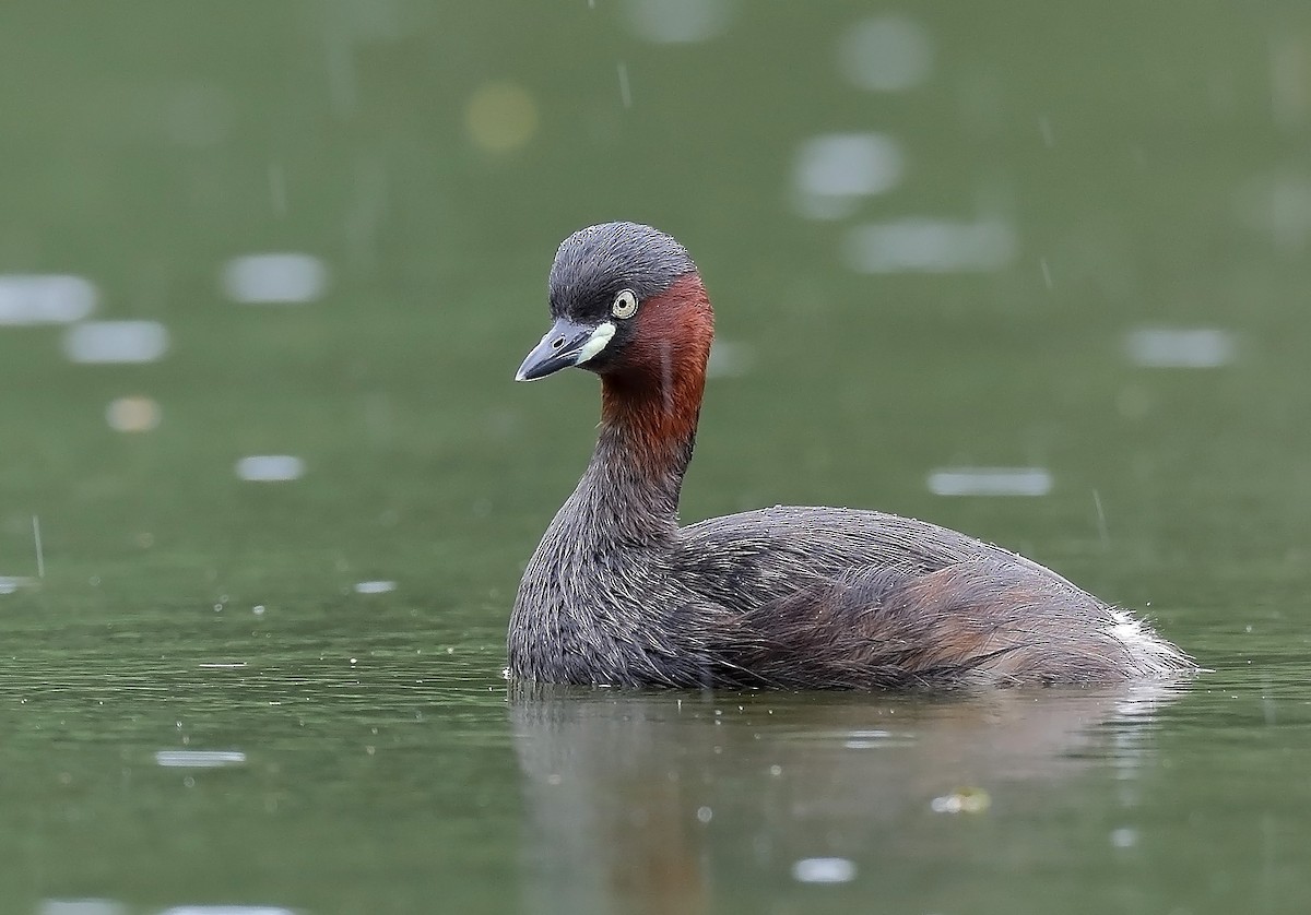 eBird Checklist - 28 Jan 2019 - Lorong Halus Wetland (inc. Serangoon ...