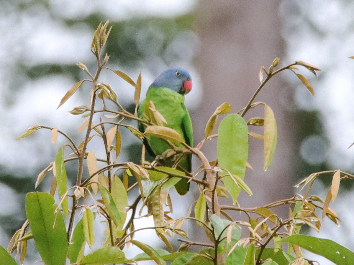 Simeulue Parrot - Psittinus abbotti - Birds of the World