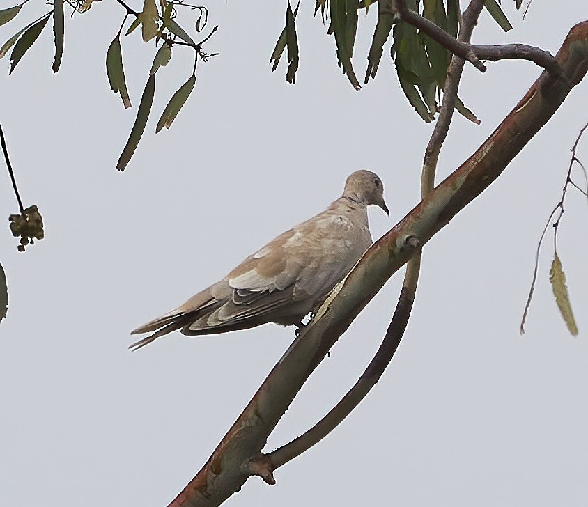 eBird Checklist - 26 Sep 2023 - Lake Cunningham - 27 species (+1 other ...