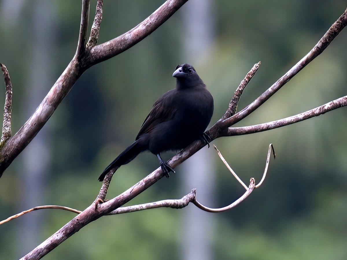 Halmahera Paradise-crow - Lycocorax pyrrhopterus - Birds of the World