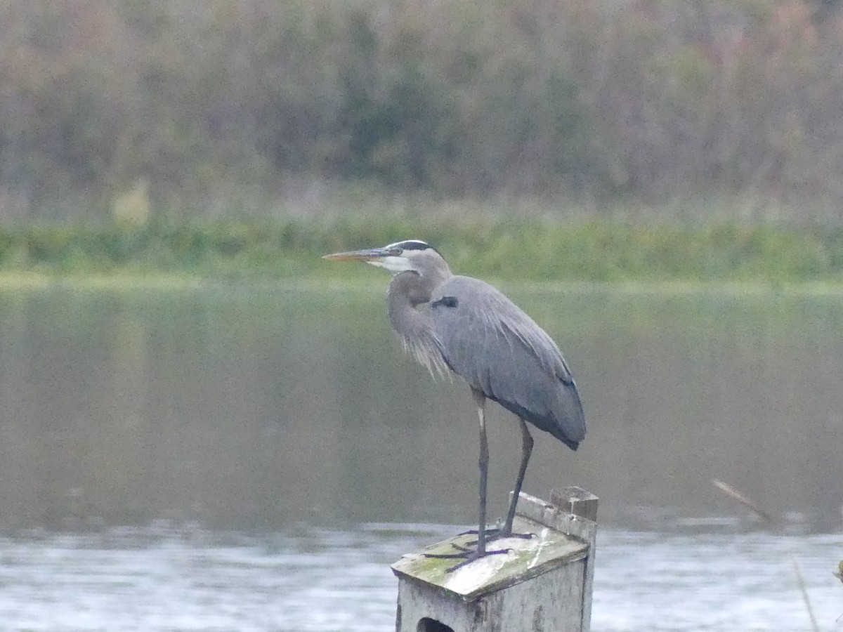 eBird Checklist - 11 Oct 2023 - Lake Woodruff NWR - 45 species