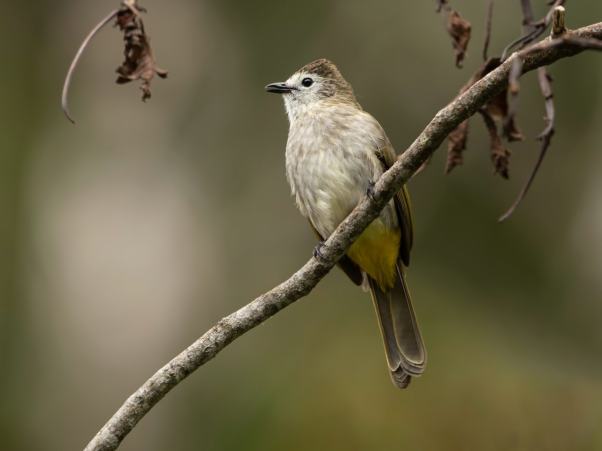 Pale-faced Bulbul - Pycnonotus leucops - Birds of the World