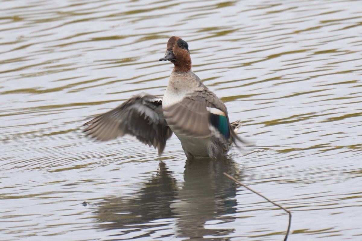 eBird Checklist - 10 Oct 2023 - Ottawa--Andrew Haydon Park - 35 species