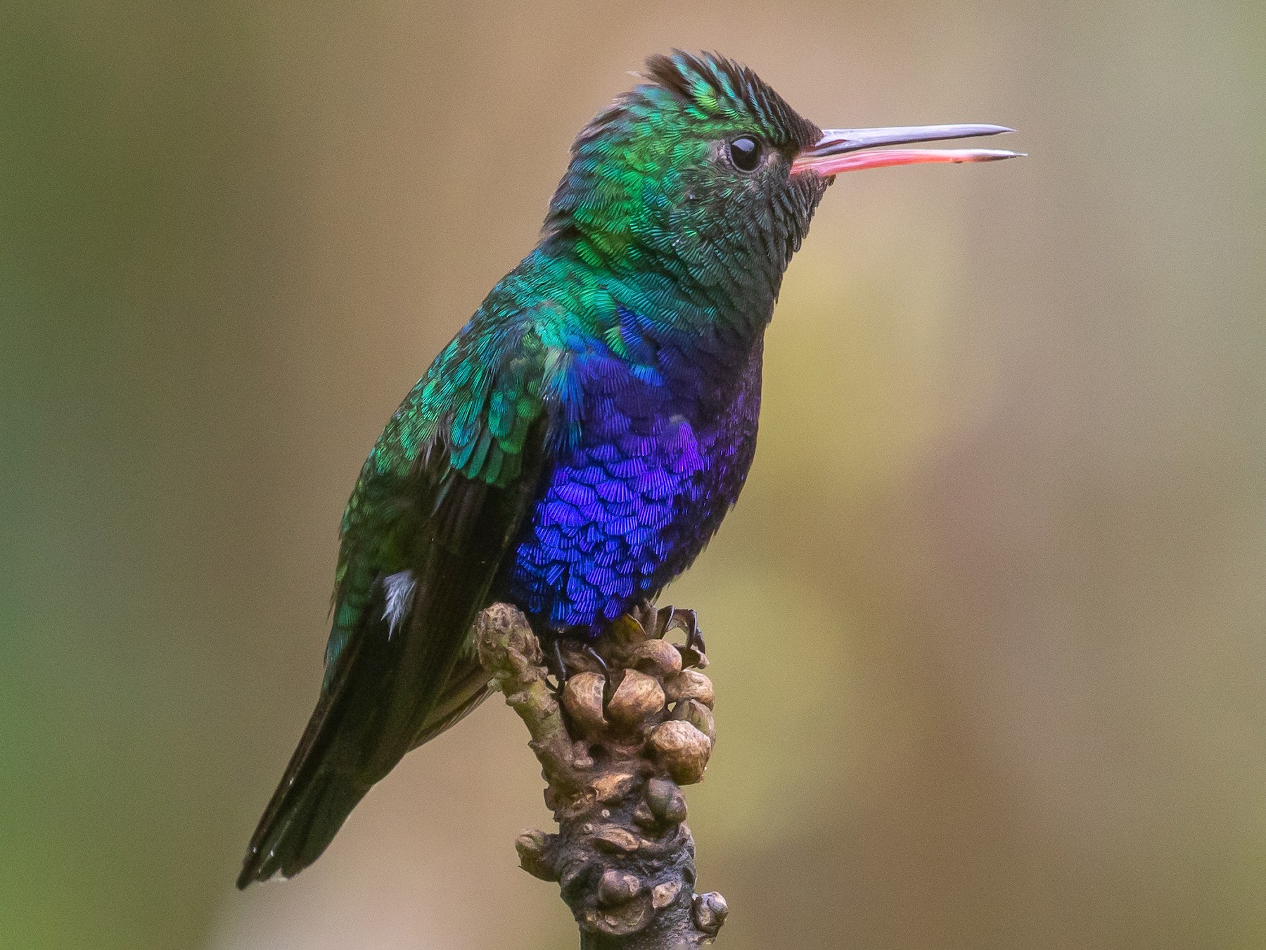 Violet-bellied Hummingbird - eBird