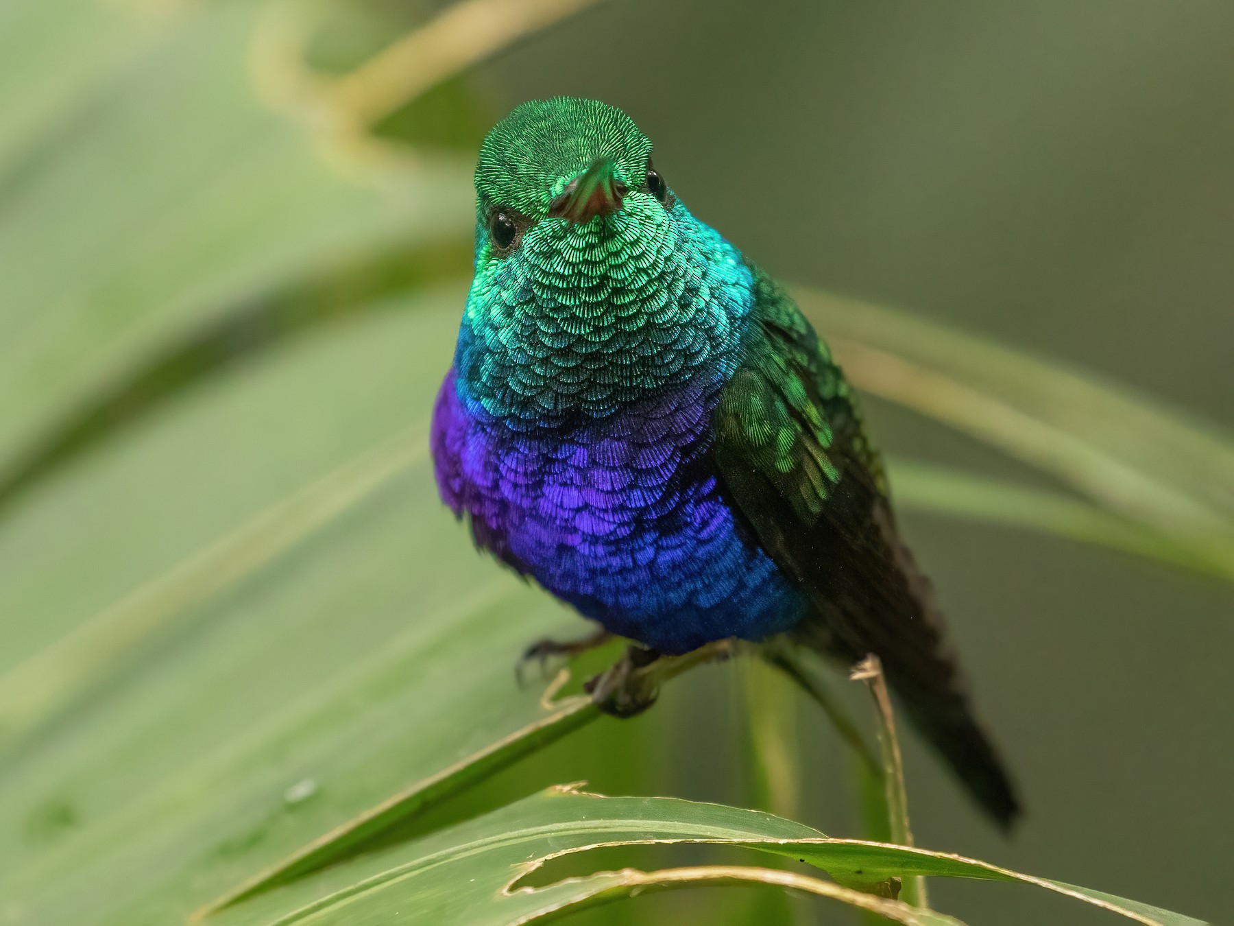 Violet-bellied Hummingbird - eBird