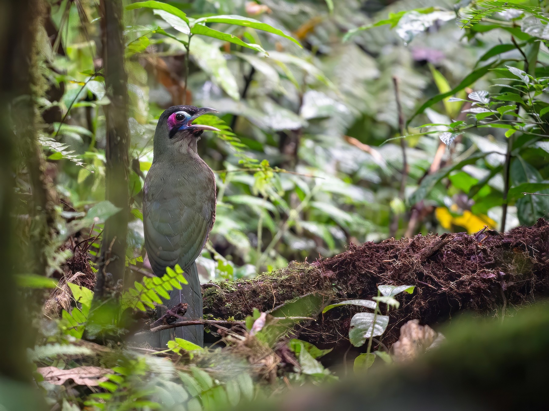 Sumatran Ground-Cuckoo - eBird