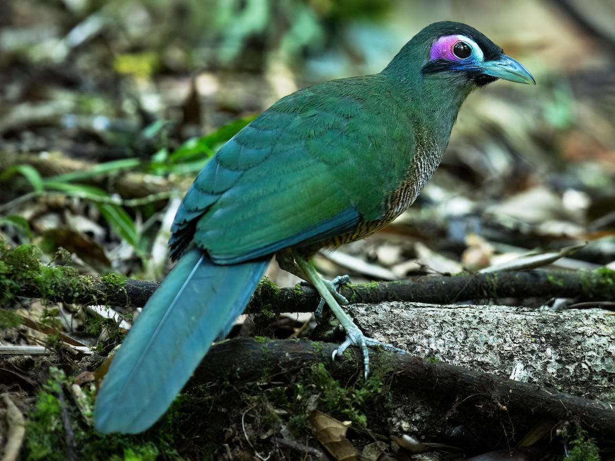 Sumatran Ground-Cuckoo - Carpococcyx viridis - Birds of the World