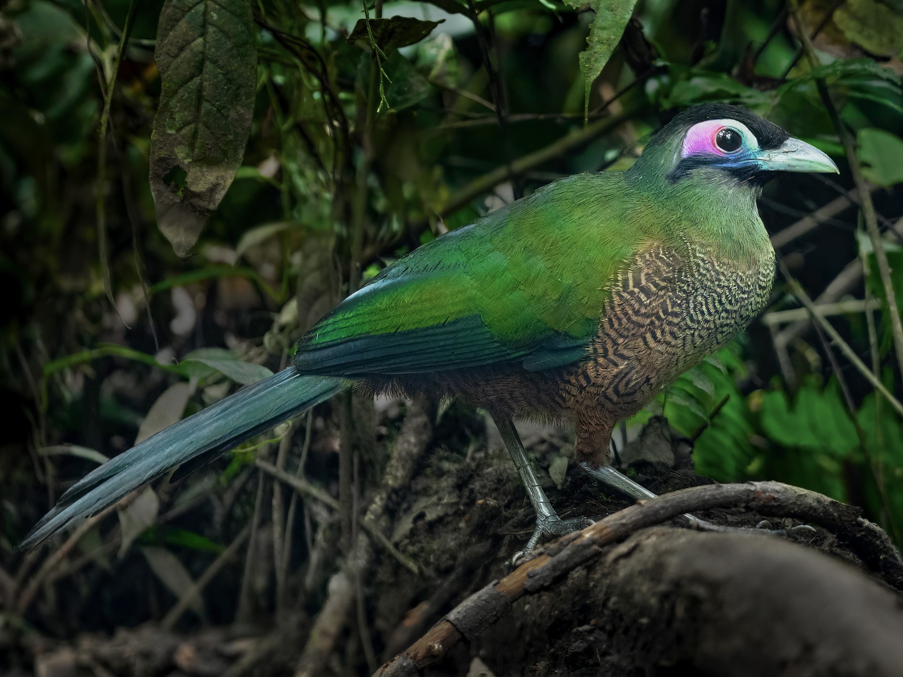 Sumatran Ground-Cuckoo - eBird