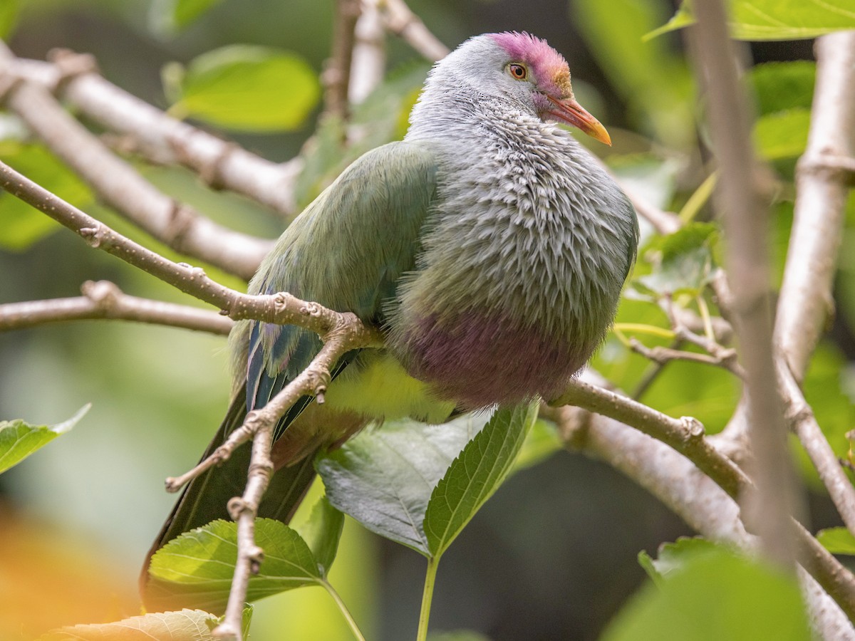 Rapa Fruit-Dove - Ptilinopus huttoni - Birds of the World