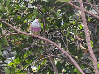 Rapa Fruit-Dove - eBird
