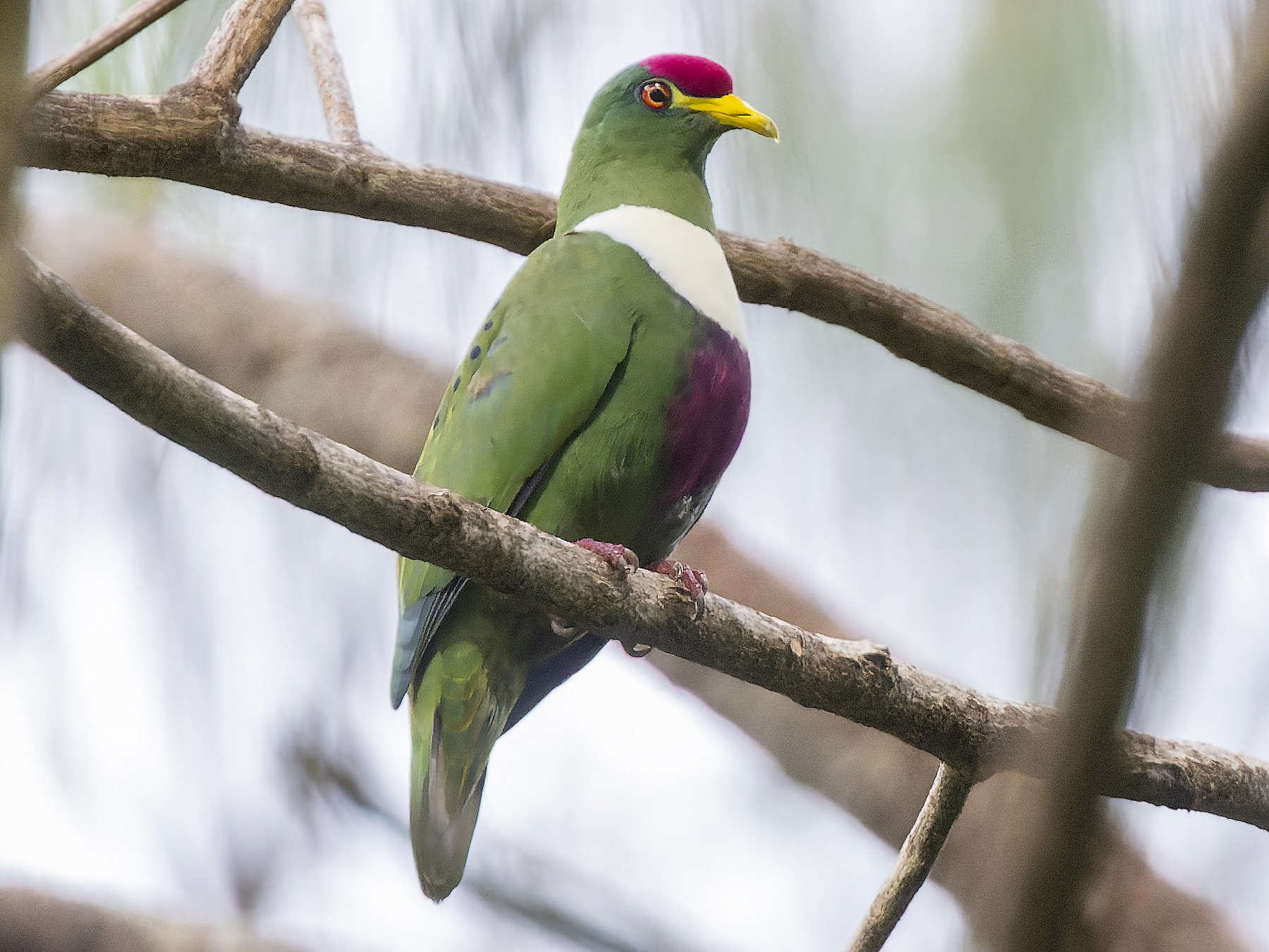 White-breasted Fruit-Dove - eBird