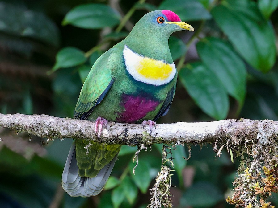 White-breasted Fruit-Dove - eBird
