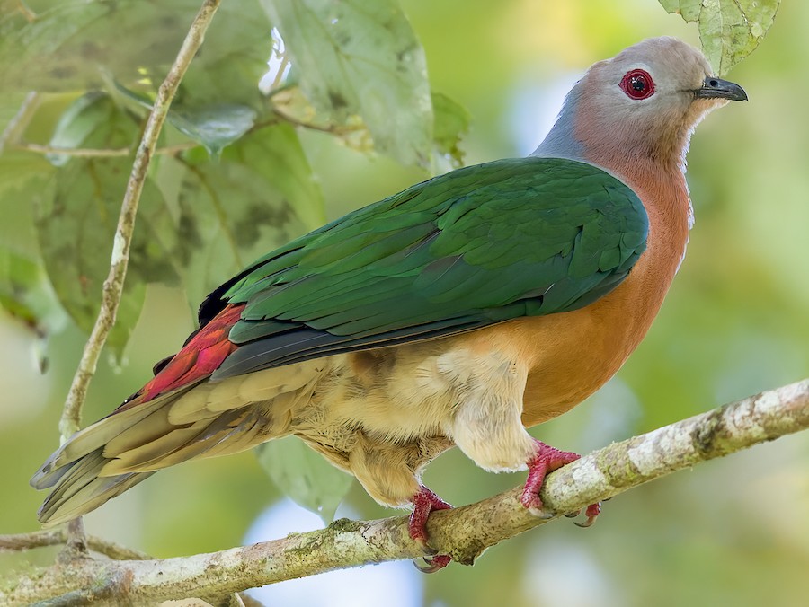 Purple-tailed Imperial-Pigeon - eBird