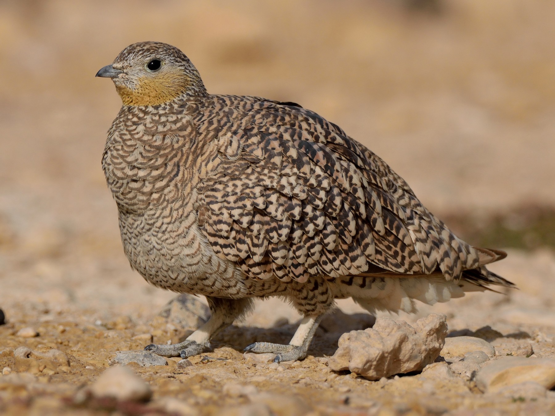 Crowned Sandgrouse - eBird