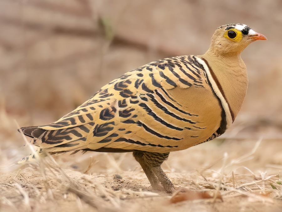 Four-banded Sandgrouse - eBird