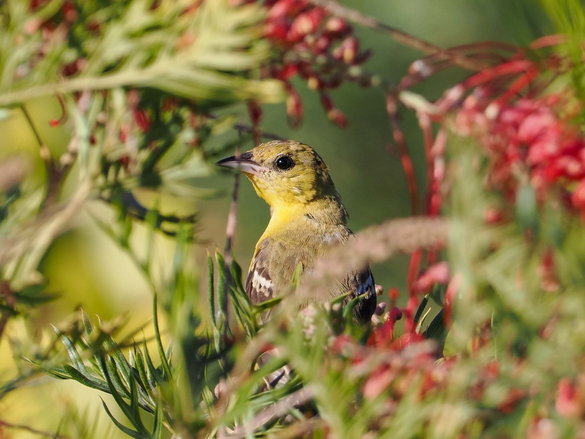 eBird Checklist - 11 Oct 2023 - UC Davis--Arboretum - 5 species