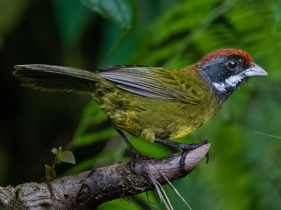 Cerquero Carisucio - eBird