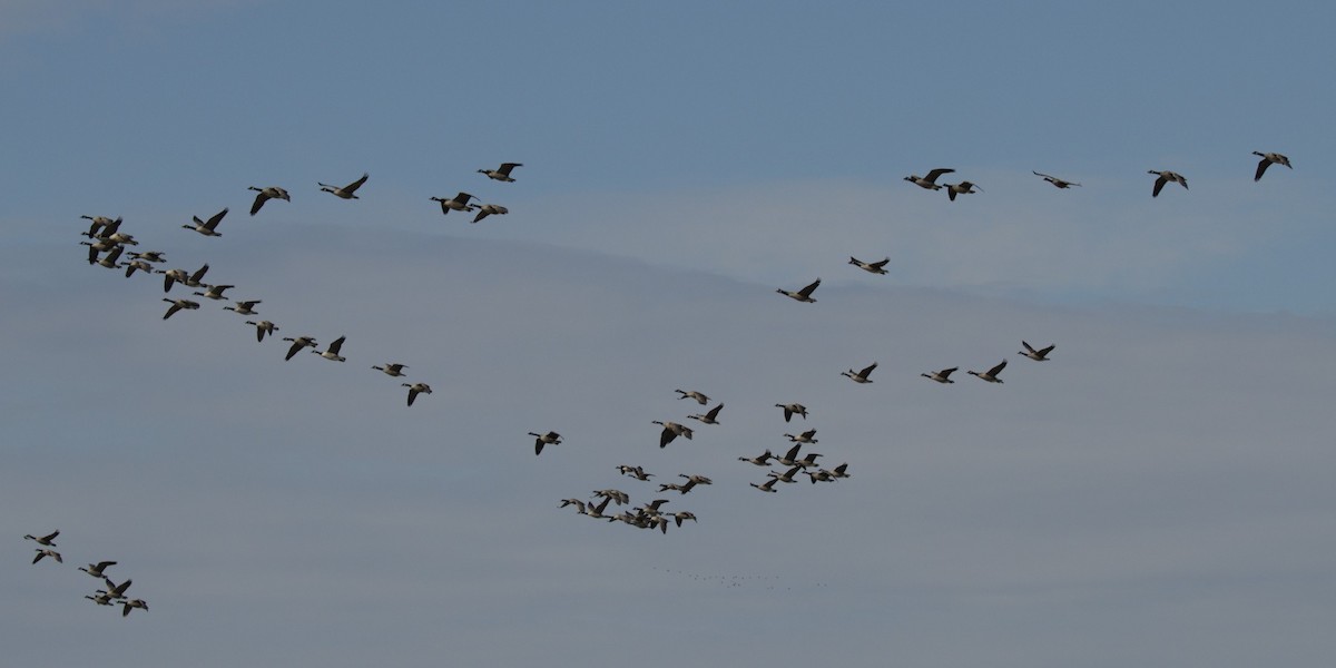 eBird Checklist - 11 Oct 2023 - Parker River NWR - 41 species