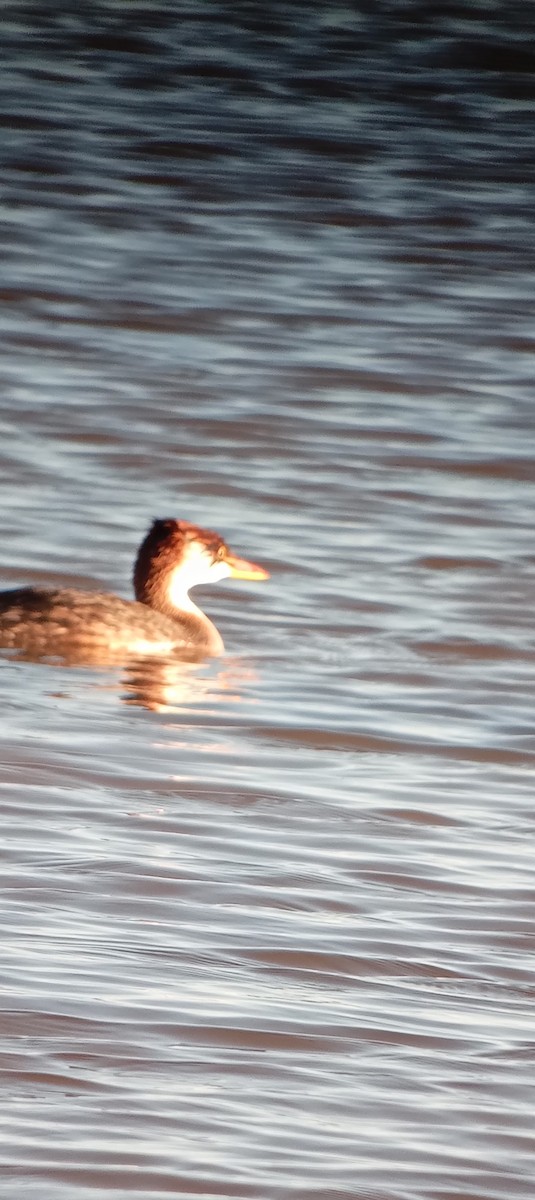 eBird Checklist - 11 Oct 2023 - Lago Uru Uru - 14 species