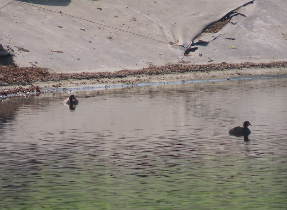 eBird Checklist - 12 Oct 2023 - KAUST--Safaa Golf Club (restricted ...