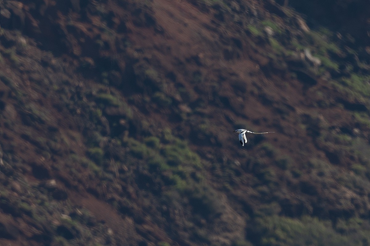 eBird Checklist - 2 Oct 2023 - Kōkeʻe State Park--Puʻu O Kila Lookout ...