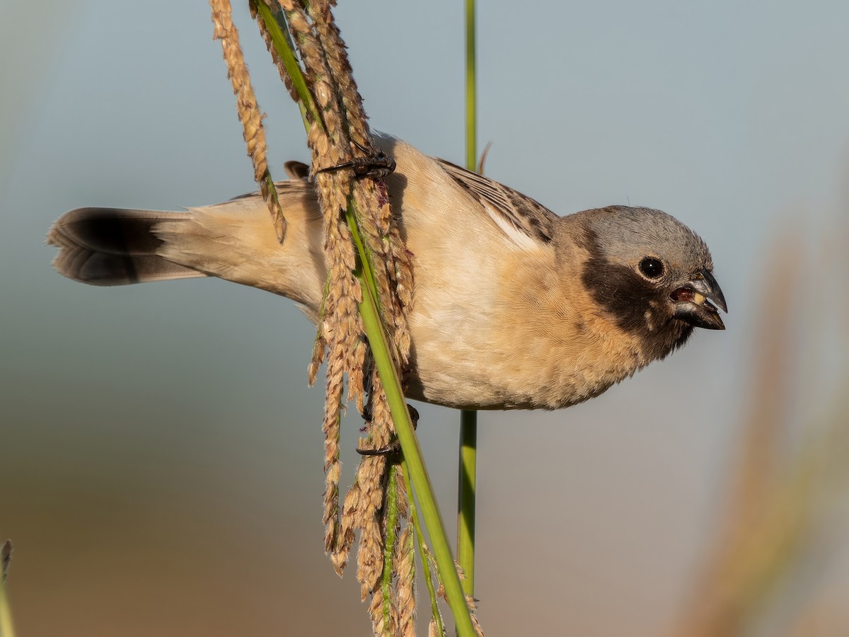 Ibera Seedeater - Sporophila iberaensis - Birds of the World