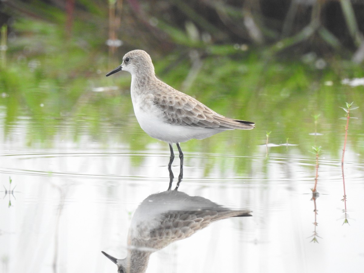 eBird Checklist - 12 Oct 2023 - Madayi Para - 62 species