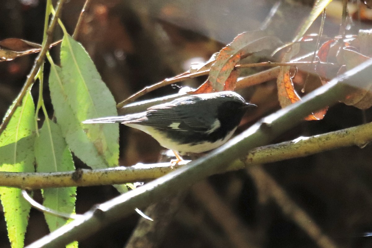 eBird Checklist - 12 Oct 2023 - Twin Lakes (Boulder County) - 1 species
