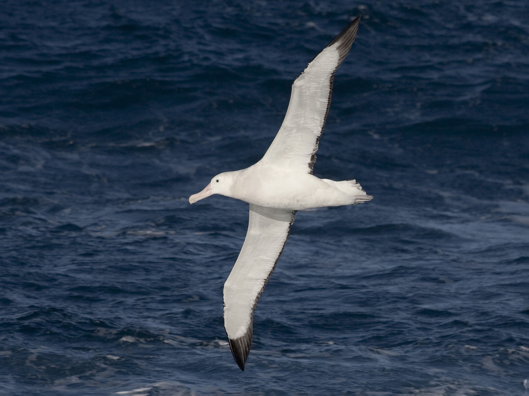 Snowy Albatross - eBird