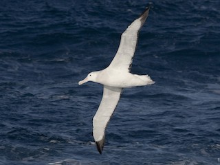 albatroz-errante - eBird