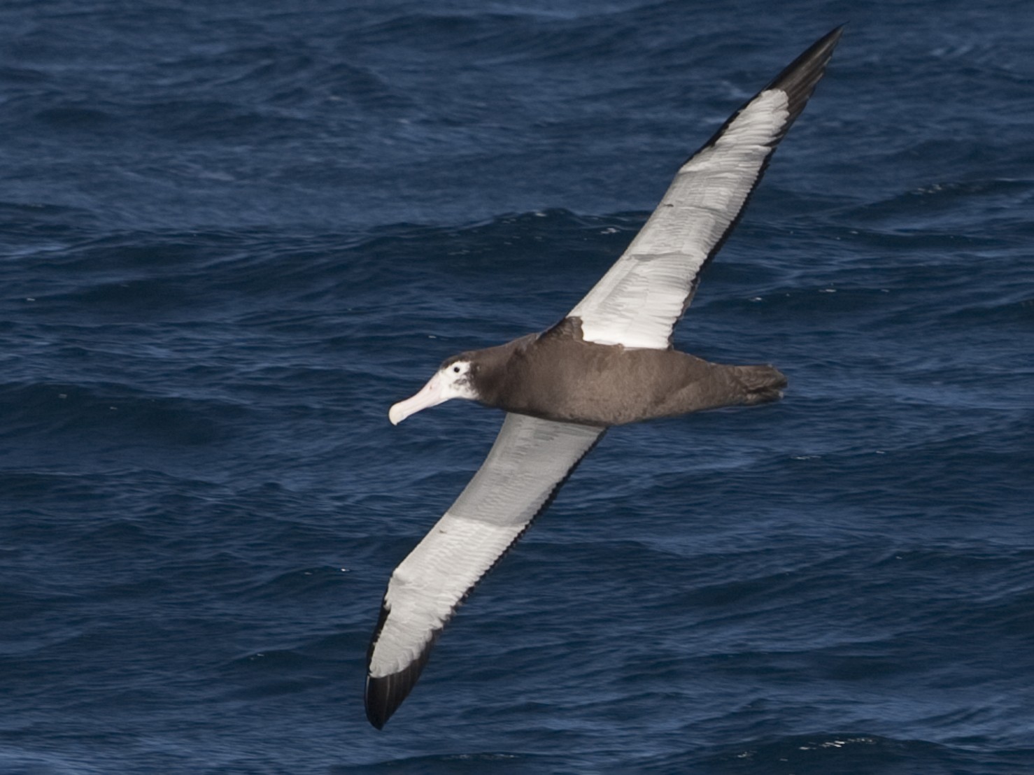 Snowy Albatross - eBird